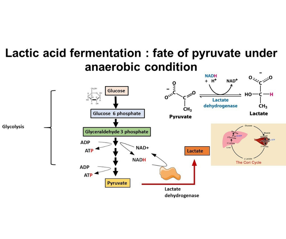 Things To Know About Lactic Acid For Horses Health | Biovacvet